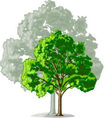 GENEVA® 890 – Willamette Nurseries, Inc.