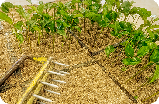 Rooted Cutting – Willamette Nurseries, Inc.